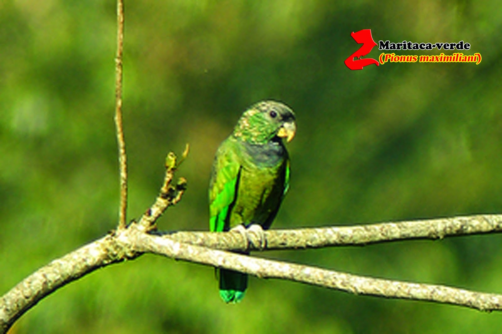 Zoologia: Maritaca-verde (Pionus maximiliani)